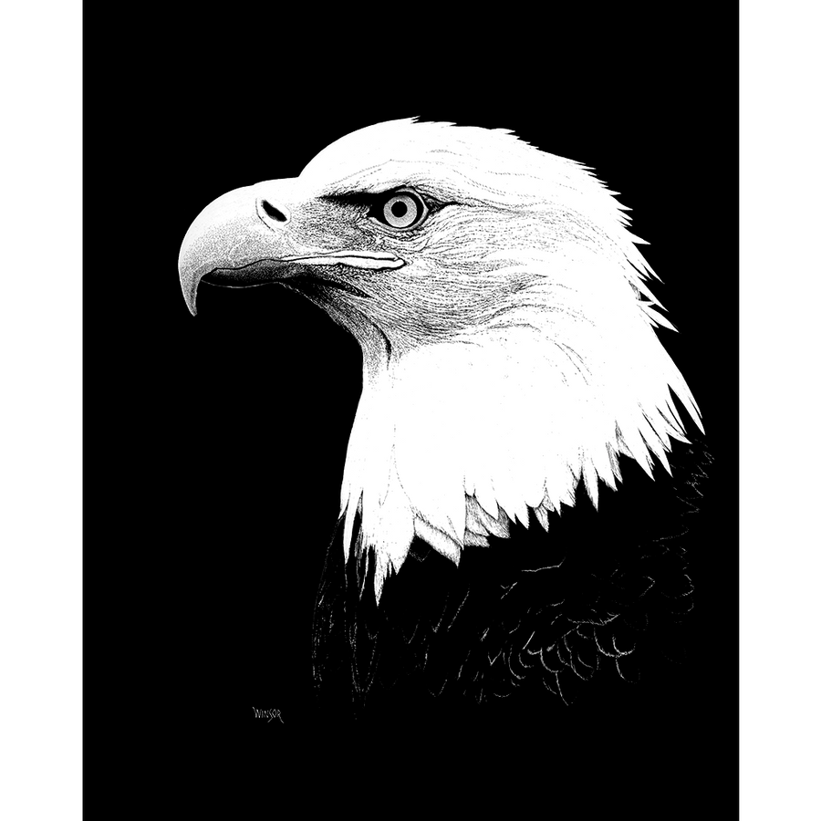 BALD EAGLE HEAD - Scratchboard Art Print – WriteCraft Fine Art ...